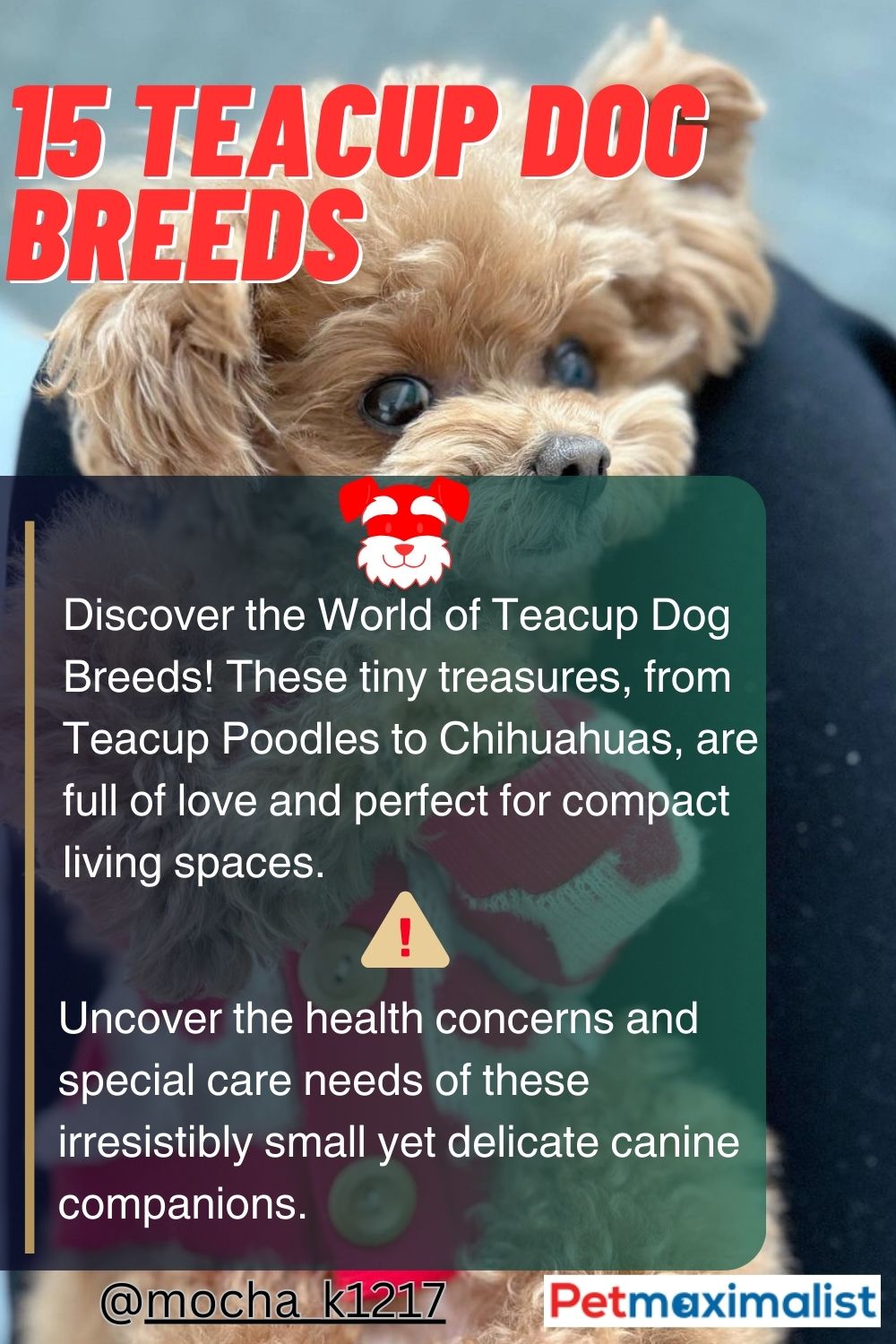 15 Teacup Dog Breeds With Pictures That Will Steal Your Heart ...