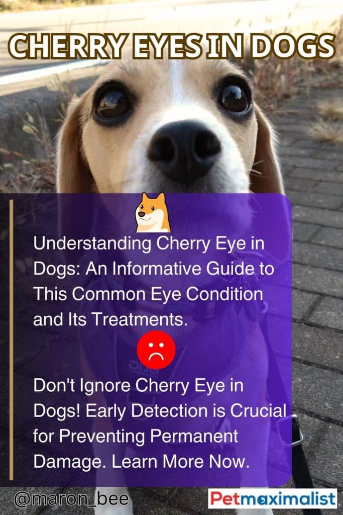 Cherry Eyes in Dogs: Can You Identify and Treat It? | PetMaximalist