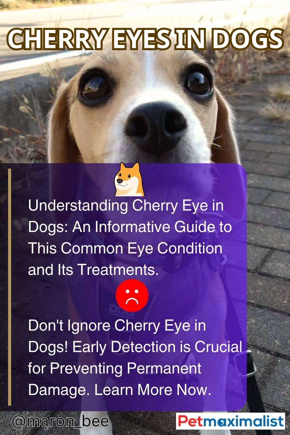 Cherry Eyes in Dogs: Can You Identify and Treat It? | PetMaximalist