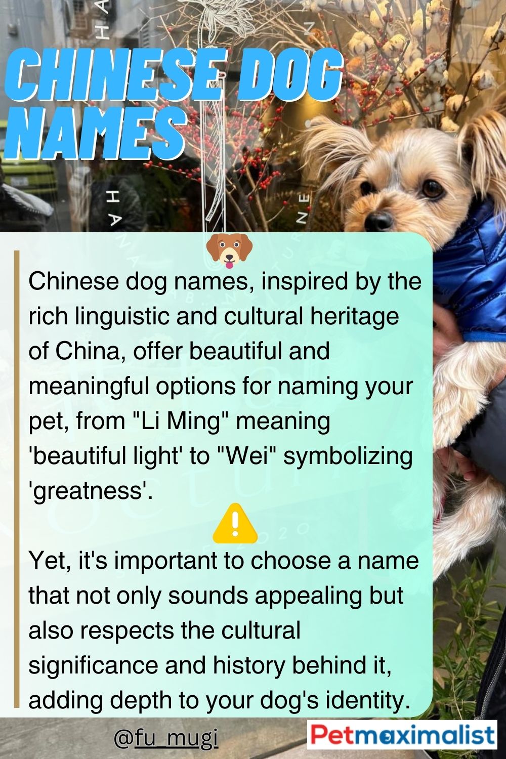 Top 60 Chinese Dog Names For Boy and Girl Pups | PetMaximalist