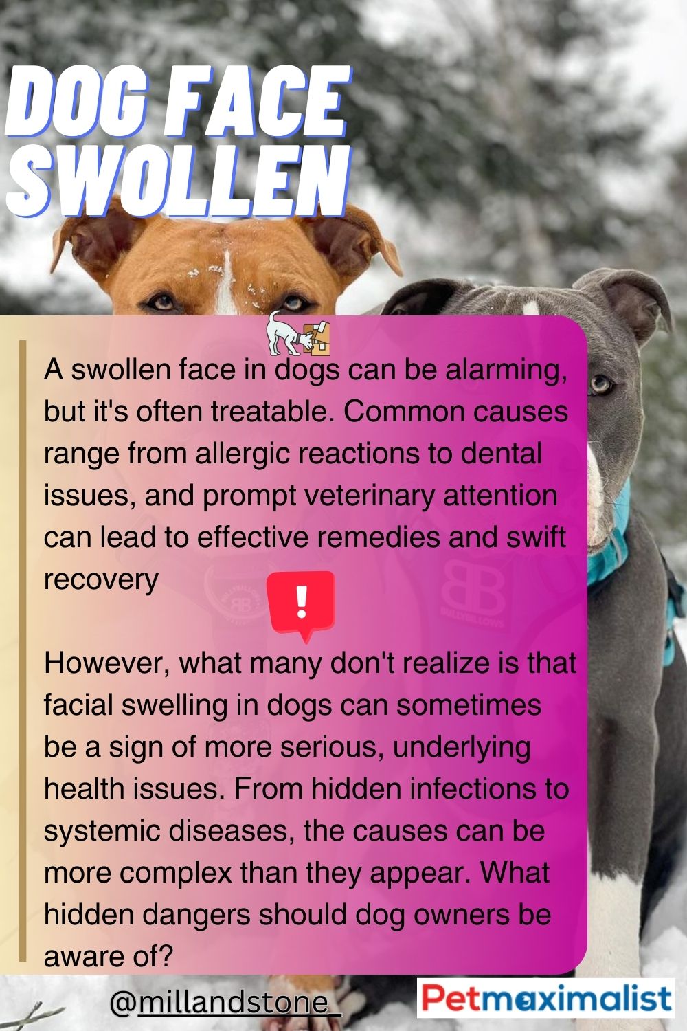Dog Face Swollen: Important Things To Note | PetMaximalist
