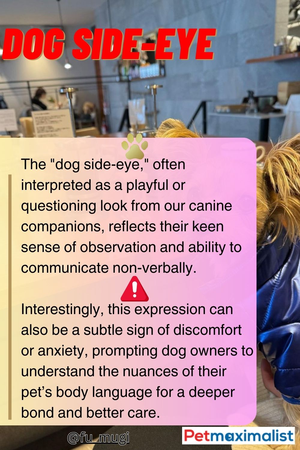 How To Deal With Dog Side-Eye | PetMaximalist