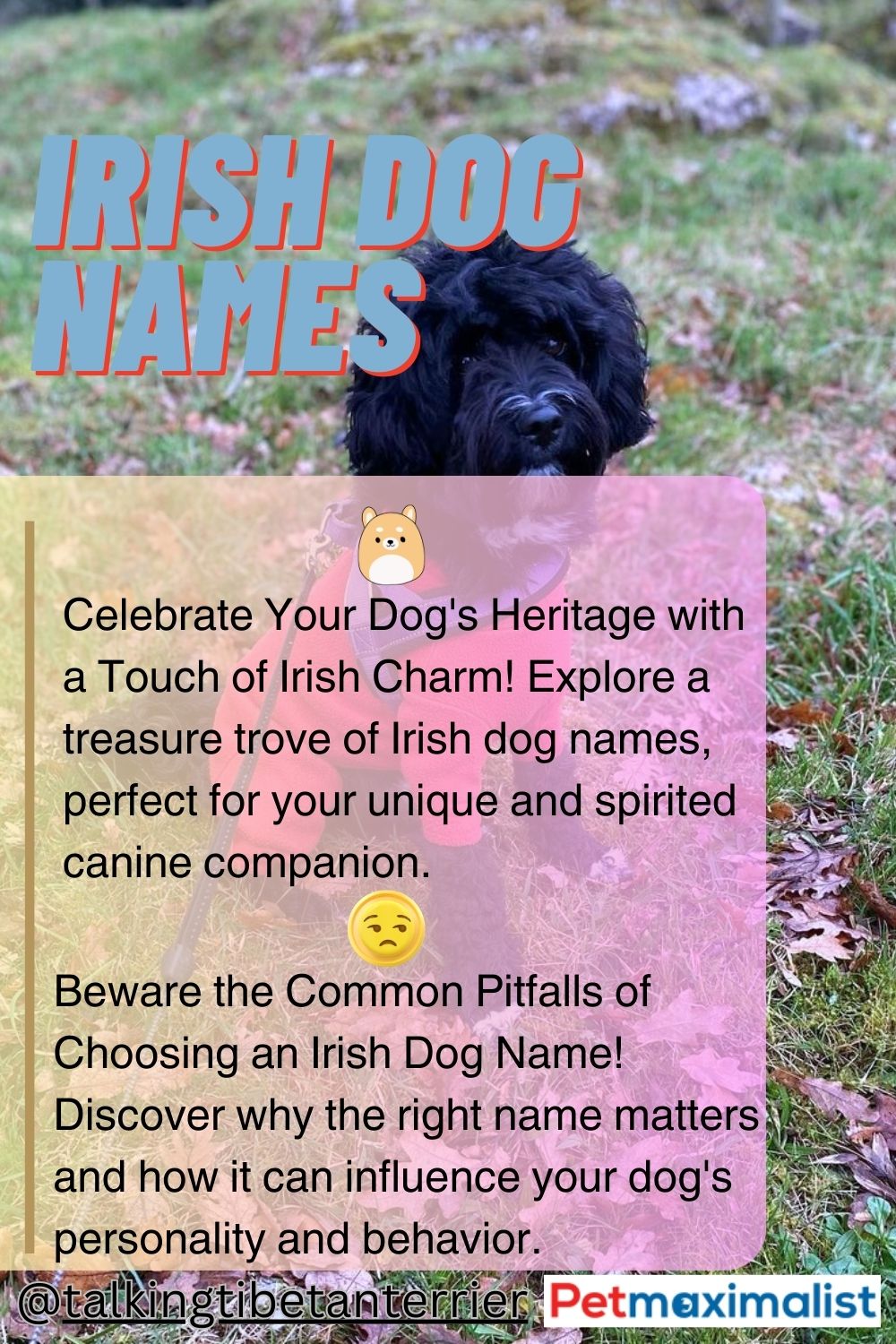 Popular Male and Female Irish Dog Names and Their Meanings | PetMaximalist