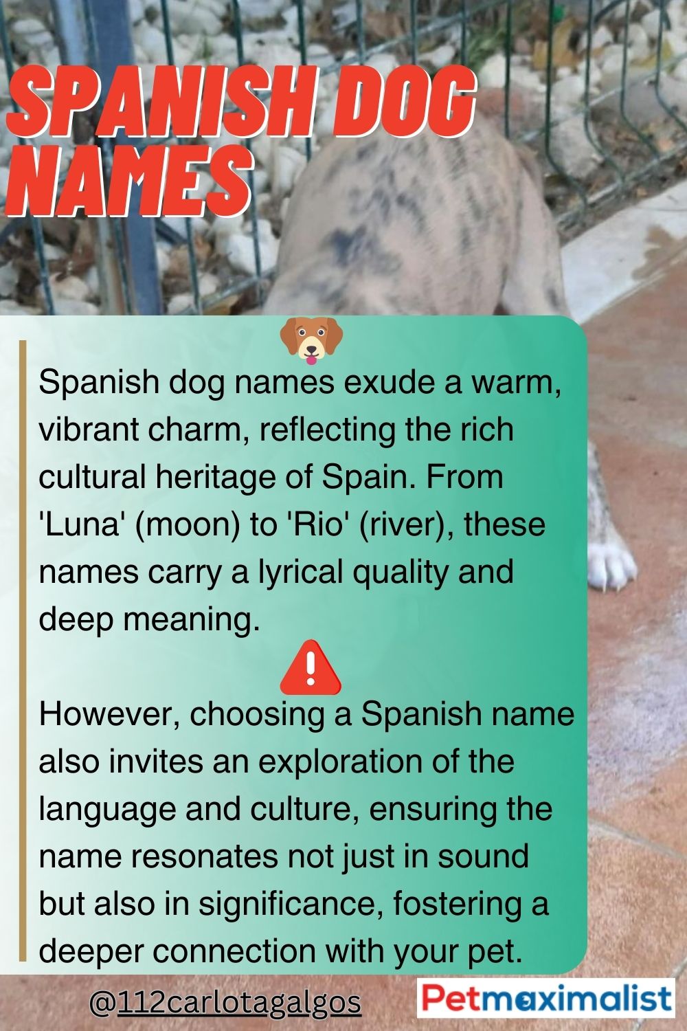60 Male and Female Spanish Dog Names That Stand Out| PetMaximalist