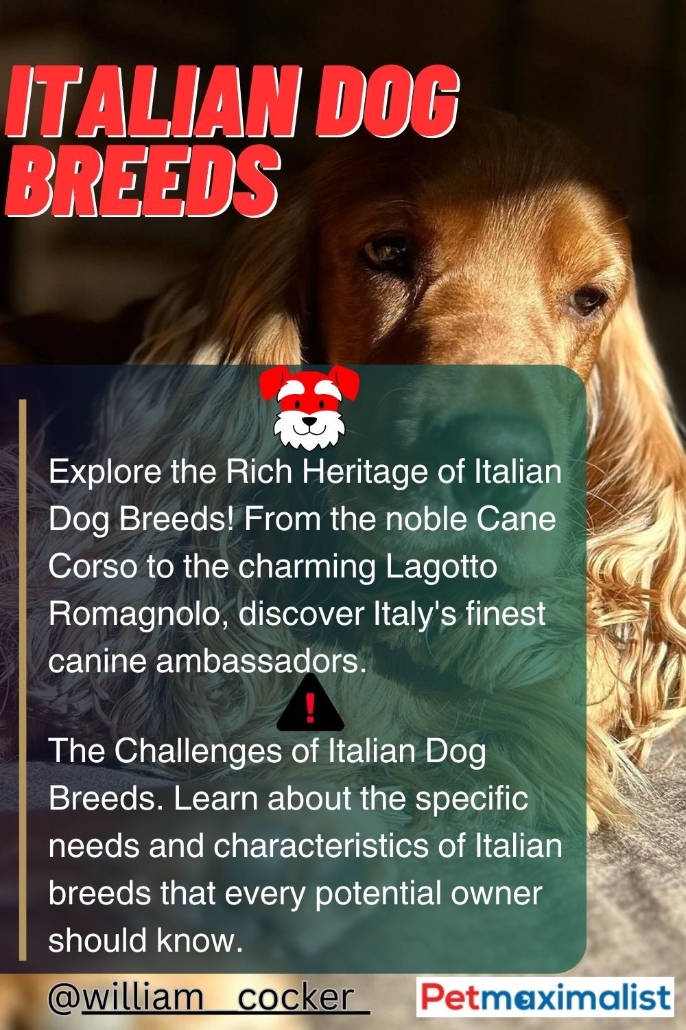 12 Italian Dog Breeds With Pictures You Probably Didn't Know Exist ...