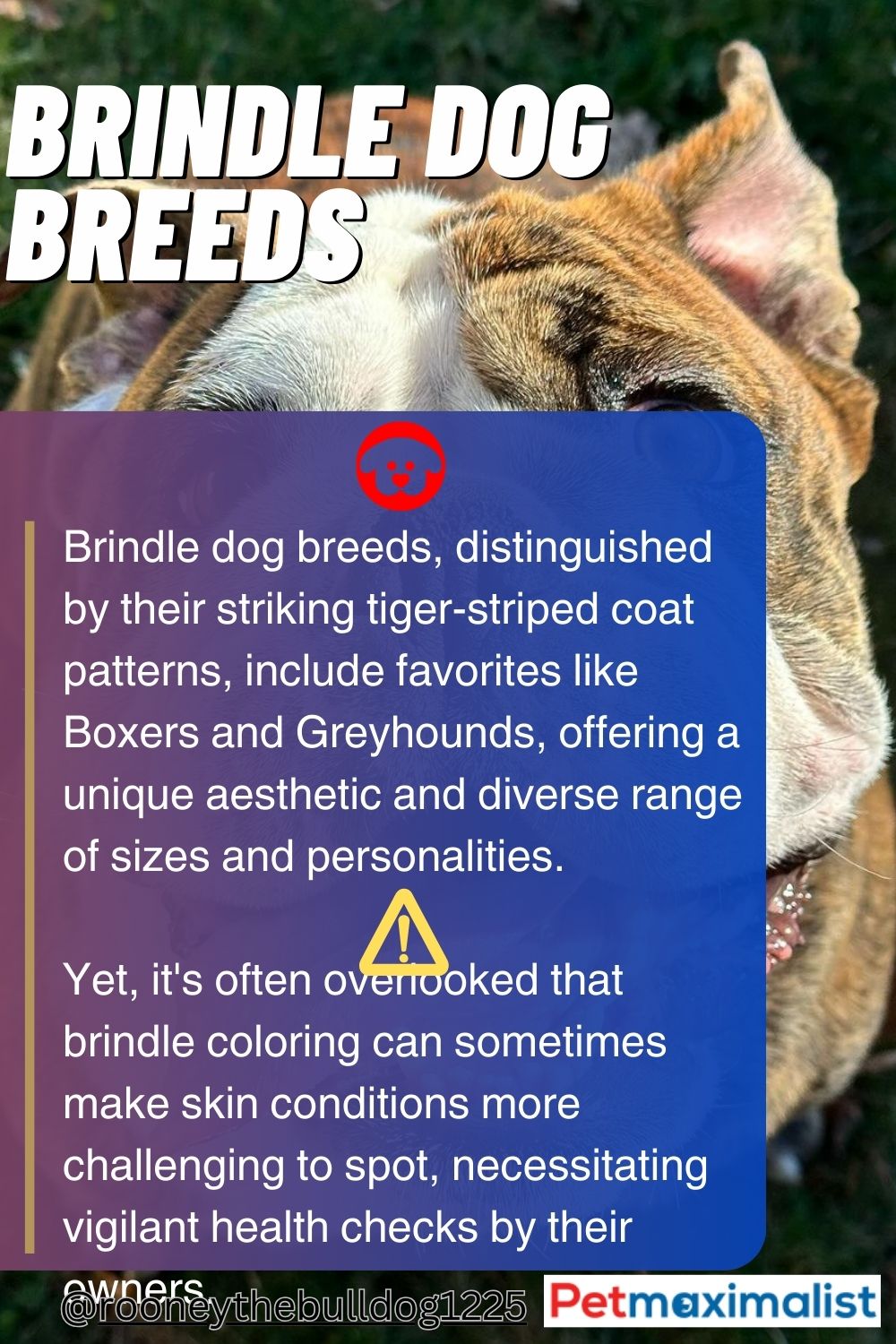Top 22 Brindle Dog Breeds With Pictures You Should Know | PetMaximalist