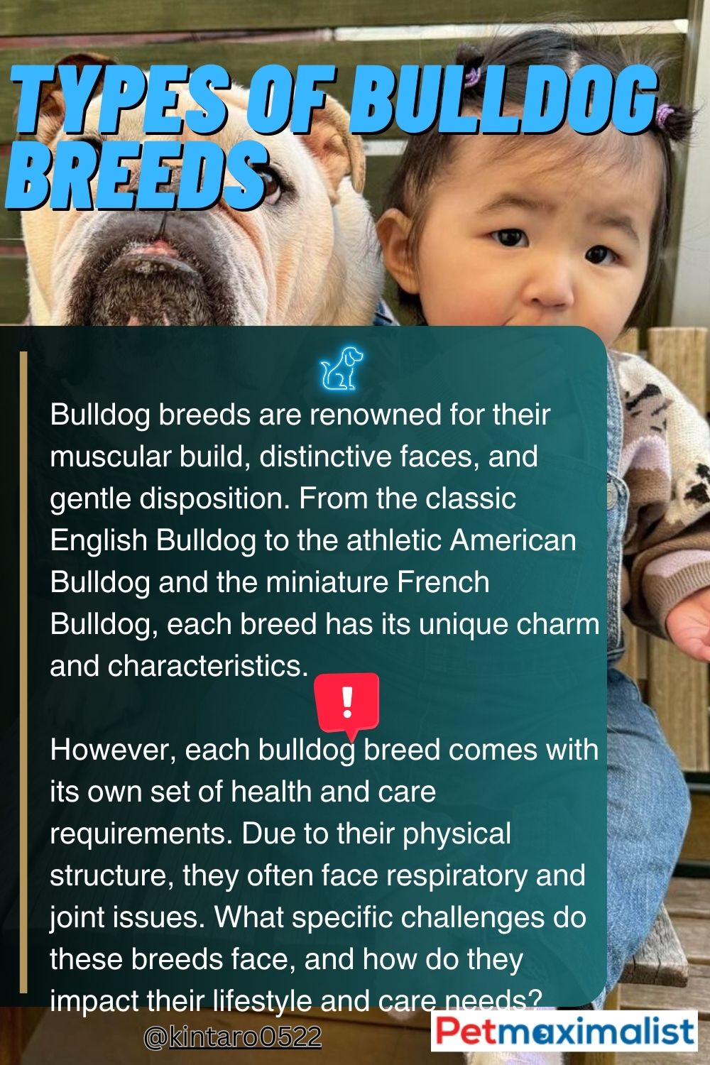 Types of Bulldog Breeds: 9 Different Kinds To Choose From | PetMaximalist