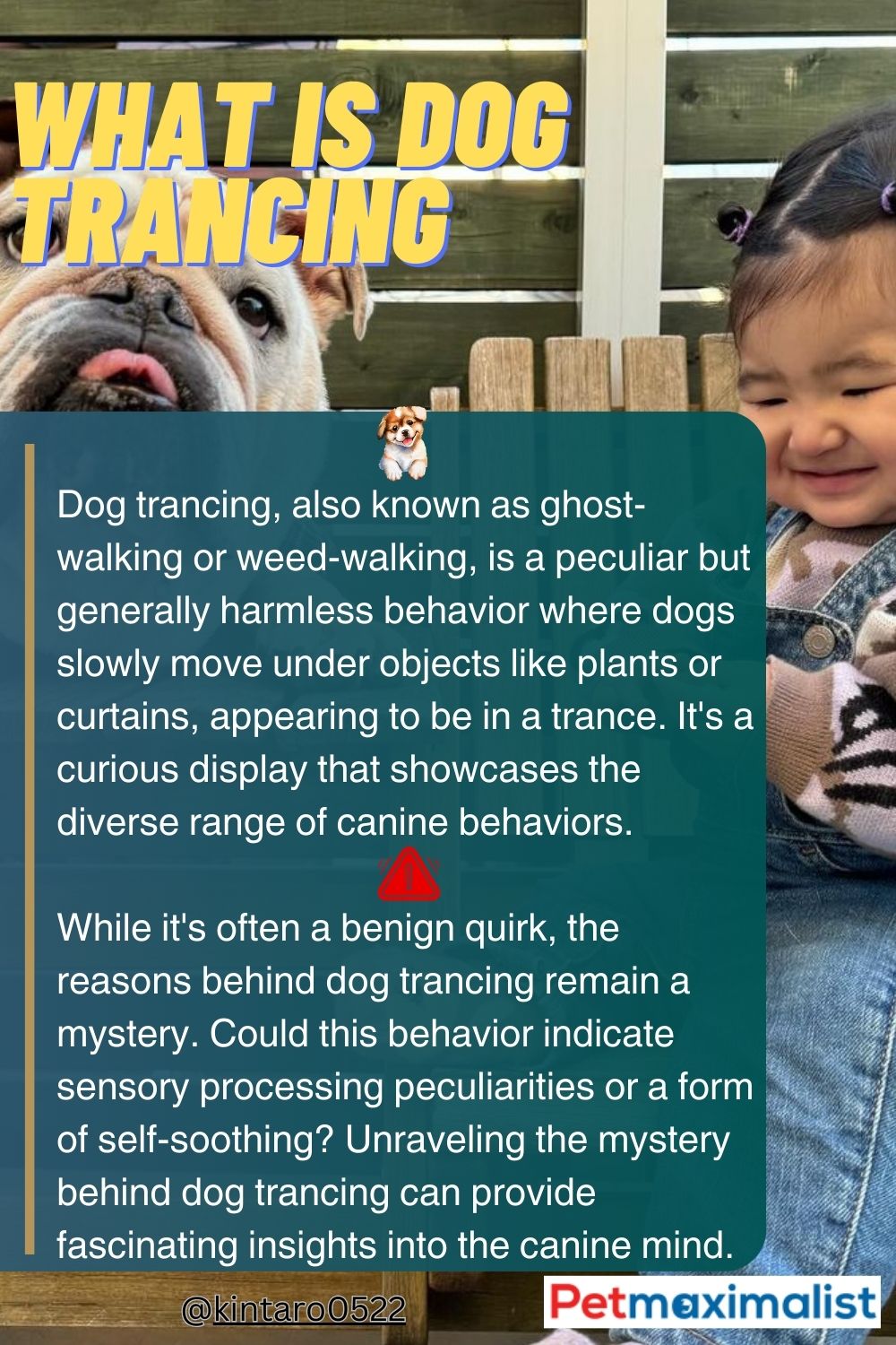 What Is Dog Trancing and Why Does Your Dog Do It? | PetMaximalist