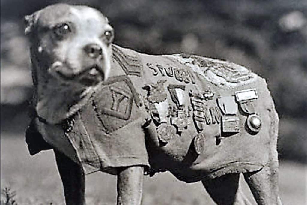 Meet Sergeant Stubby: The Stray Dog Who Became a World War Hero and ...
