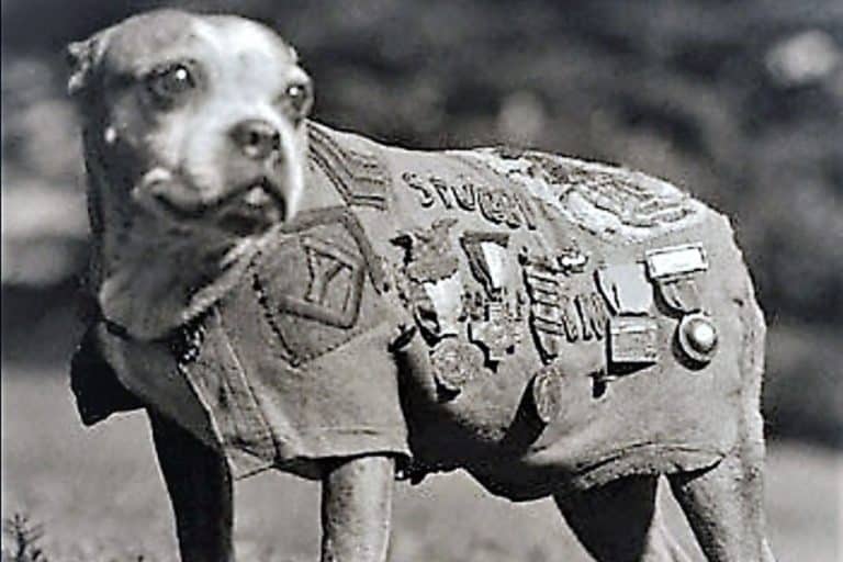 Meet Sergeant Stubby: The Stray Dog Who Became a World War Hero and ...