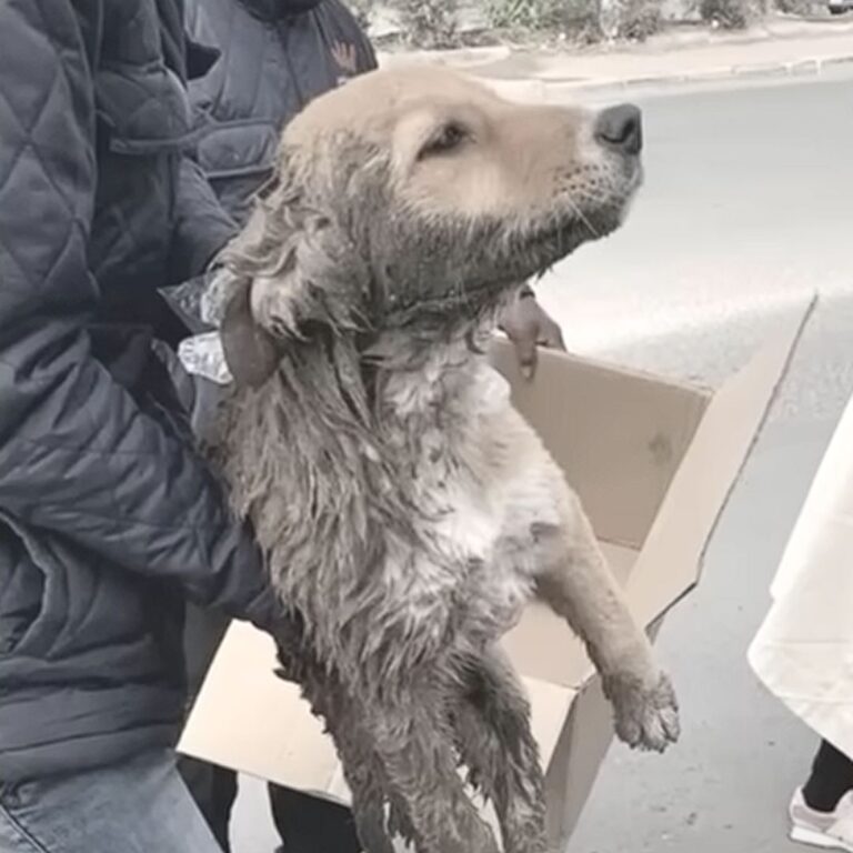 A Stranded Puppy’s Cry Pierced the Morning, Saved by a Stranger’s ...