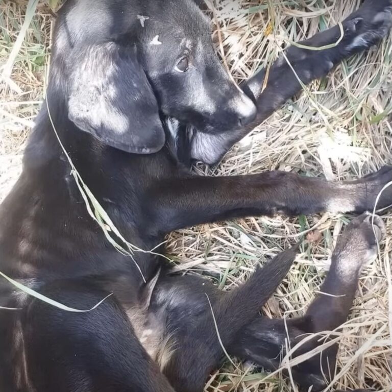 A Starving Dog’s Quiet Triumph: Bucky’s Journey to a Loving Home ...