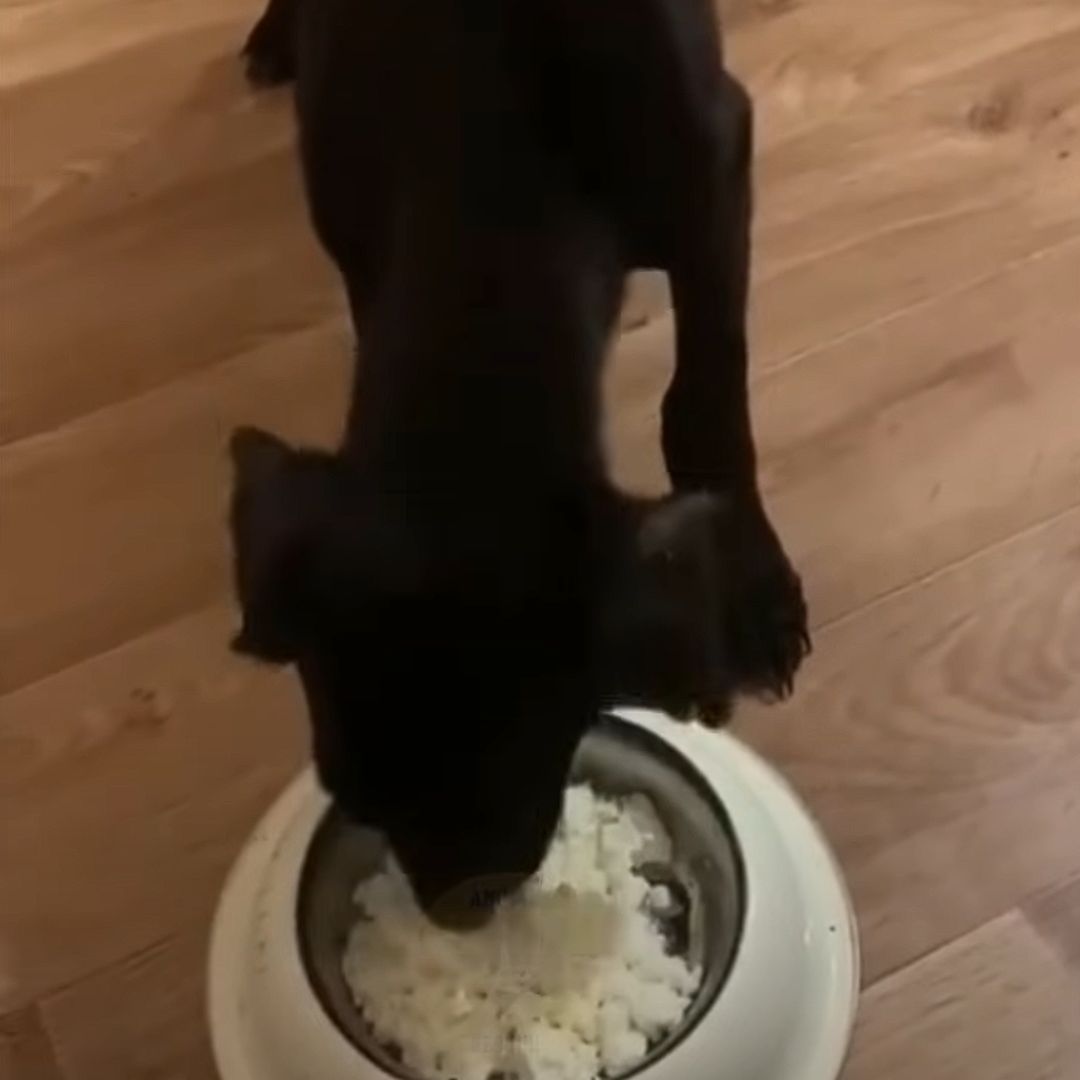 A Starving Dog’s Quiet Triumph: Bucky’s Journey to a Loving Home ...