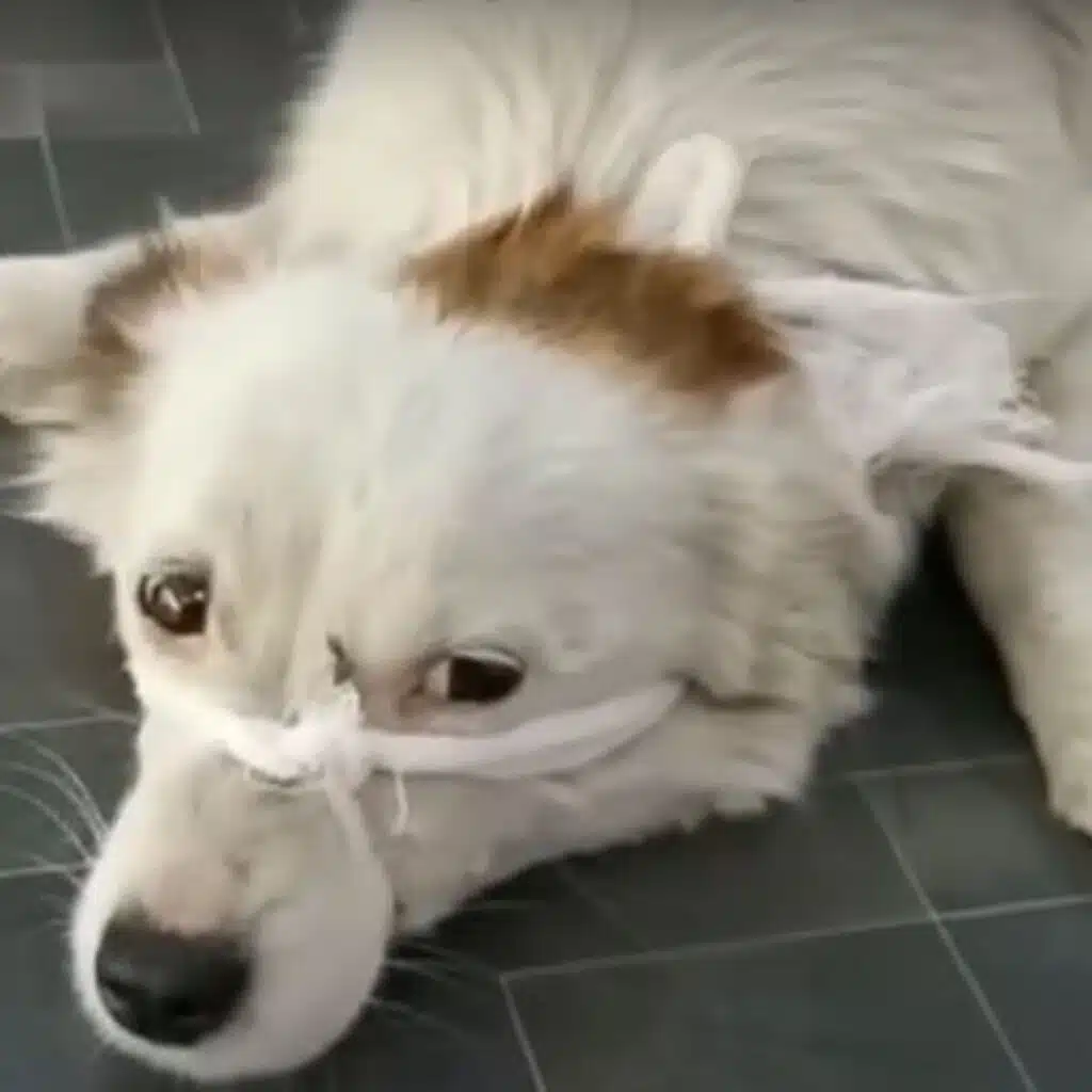 She Ran with a Broken Leg, Searching for the Owner Who Left Her Behind ...