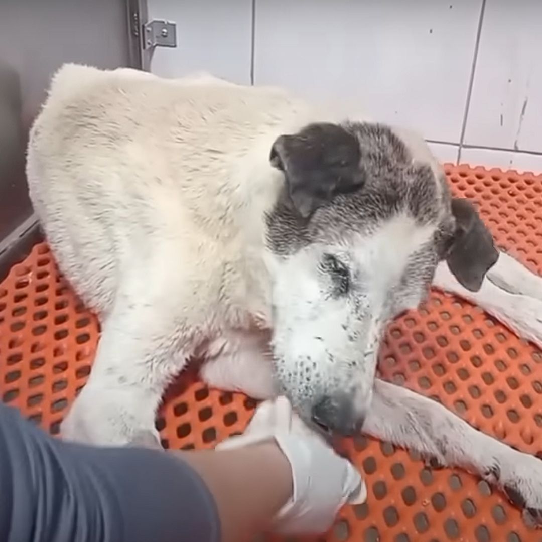 A Dog Left Behind Finds a Second Chance | PetMaximalist