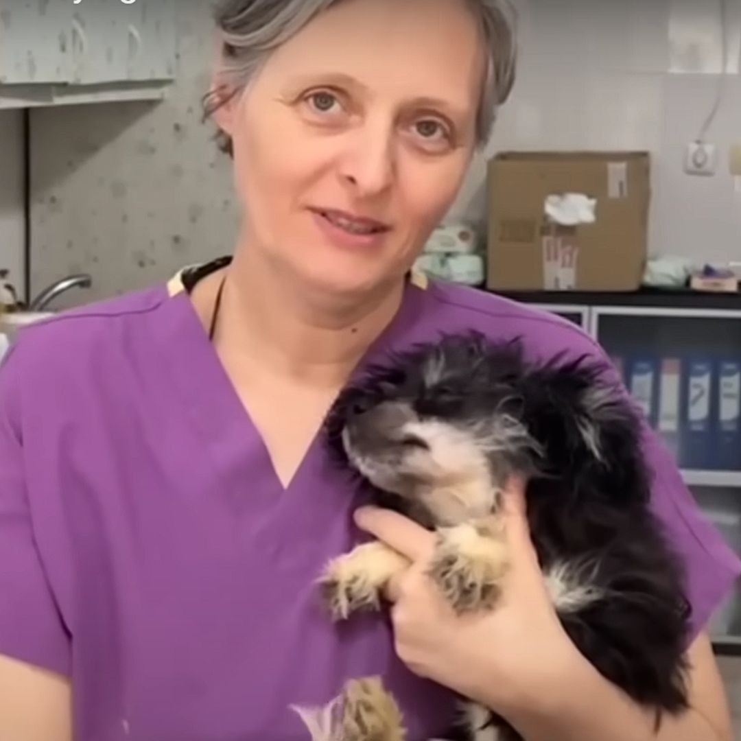 A Dog Named Wolf, Left Behind but Never Forgotten | PetMaximalist