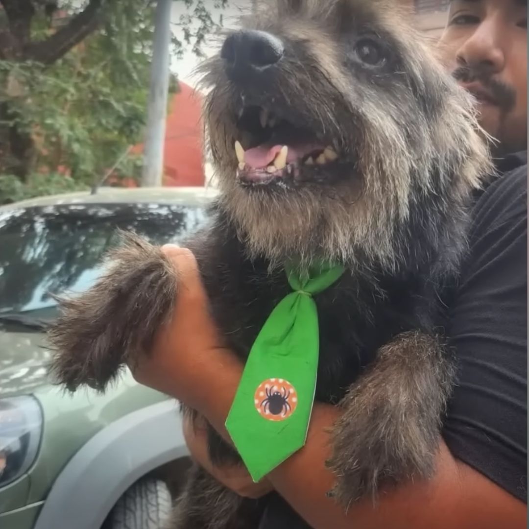 A Small Dog’s Quiet Fight for a New Life | PetMaximalist