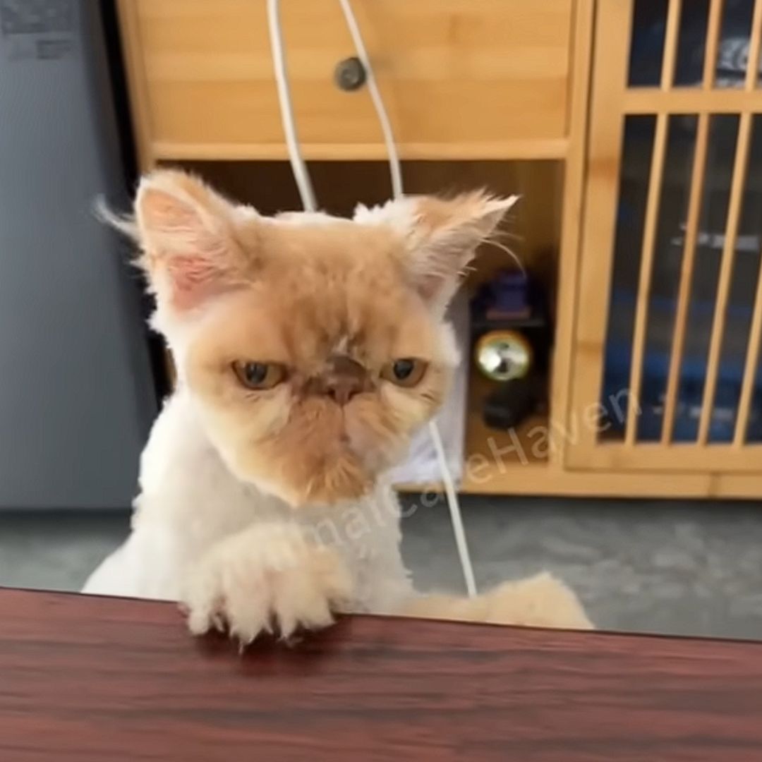 A Stray Cat Named Charlie: A Story of Quiet Companionship | PetMaximalist