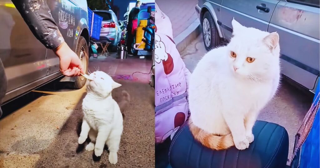 A Stray Cat Named Pang Waits Quietly Each Day for a Kind Hand ...