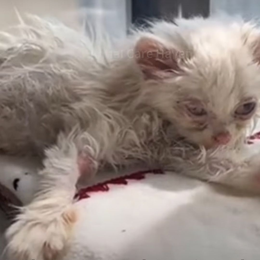 A Kitten’s Quiet Courage | PetMaximalist