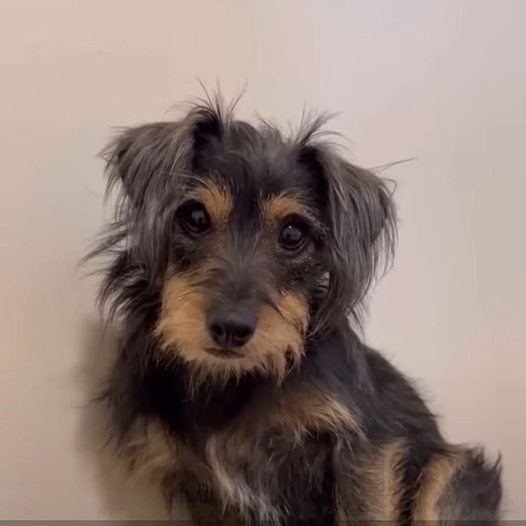 A Stray Dog’s Quiet Journey from Fear to Love in a Forever Home ...