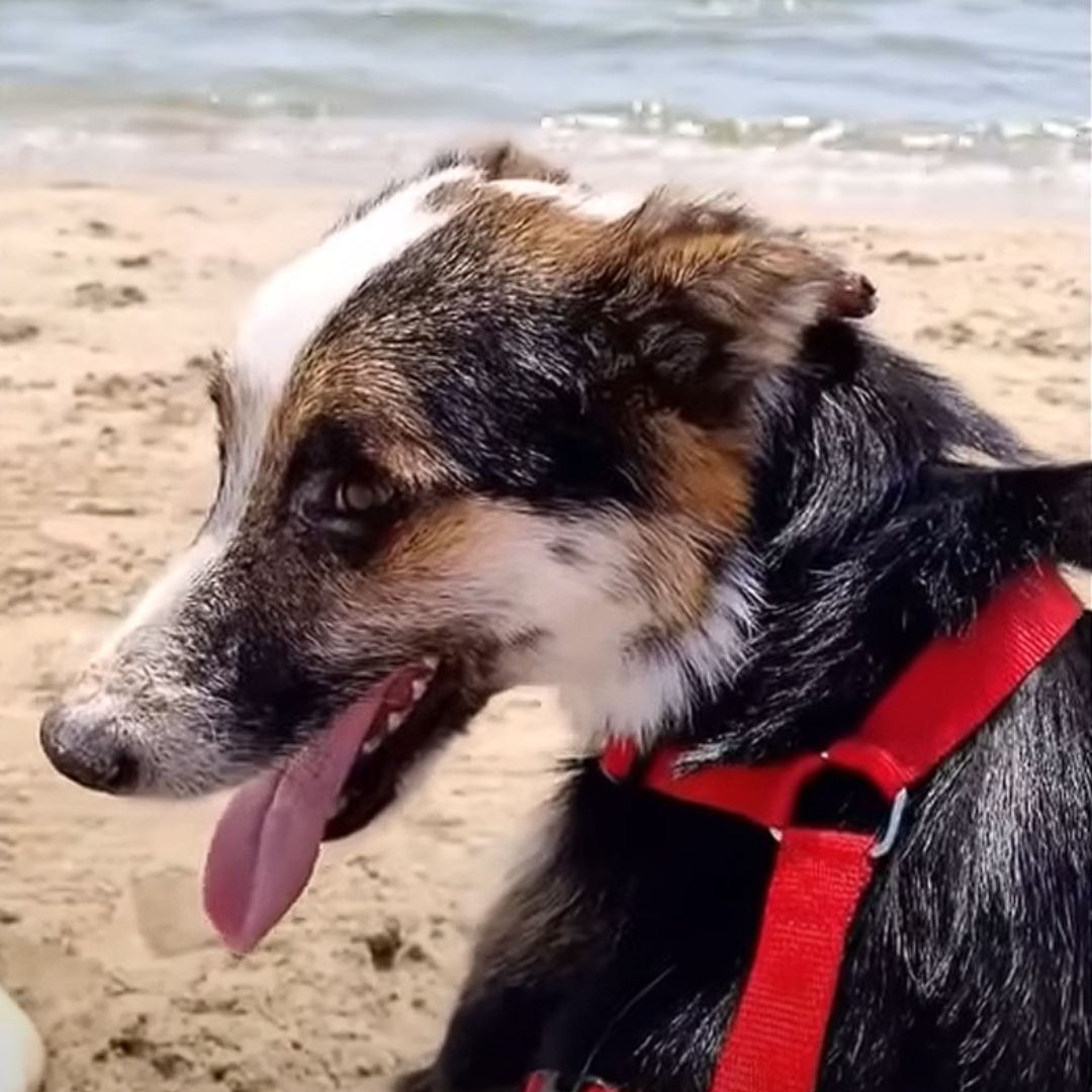 A Stray Dog’s Quiet Redemption: From Chains to a Loving Home ...