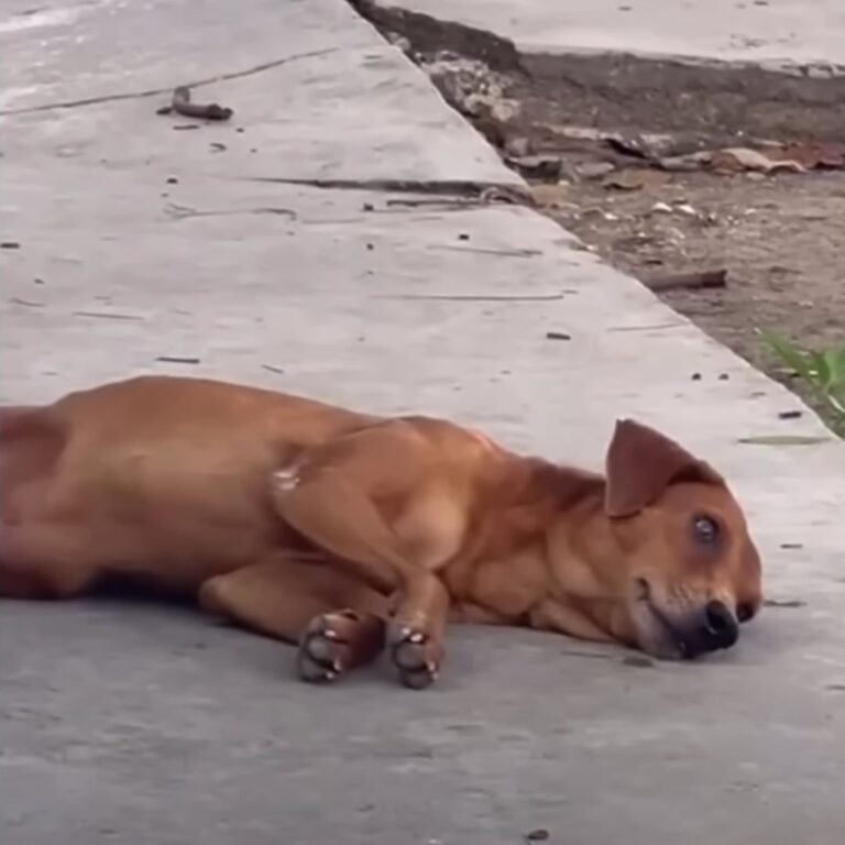 A Stray Dog’s Quiet Hope: A Journey from Loneliness to Love | PetMaximalist