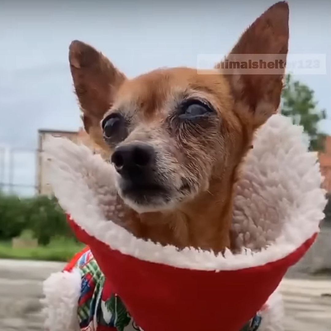 Two Old Dogs, a Parking Lot, and a Mother’s Love | PetMaximalist