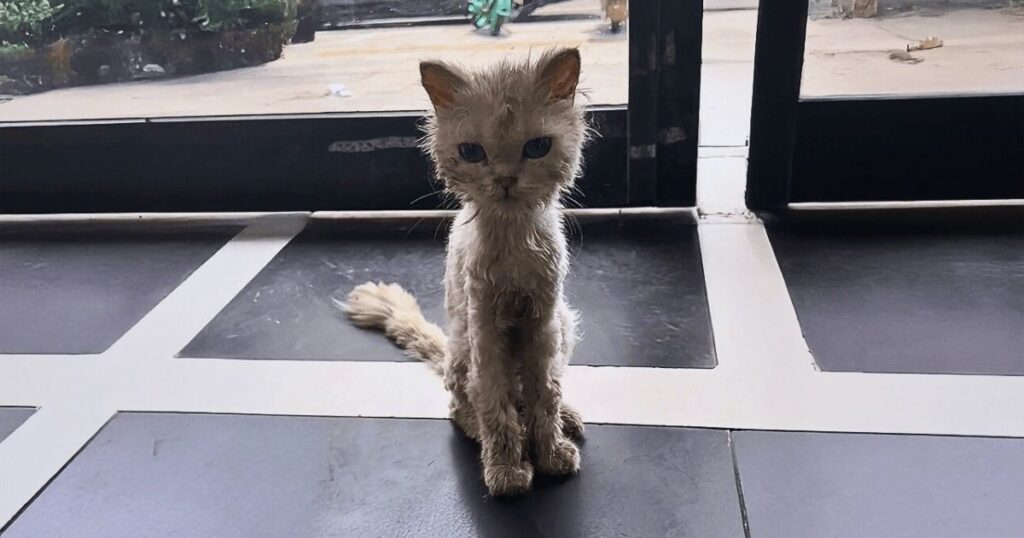 A Fragile Little Shadow Found on the Roadside, and the Quiet Way She ...