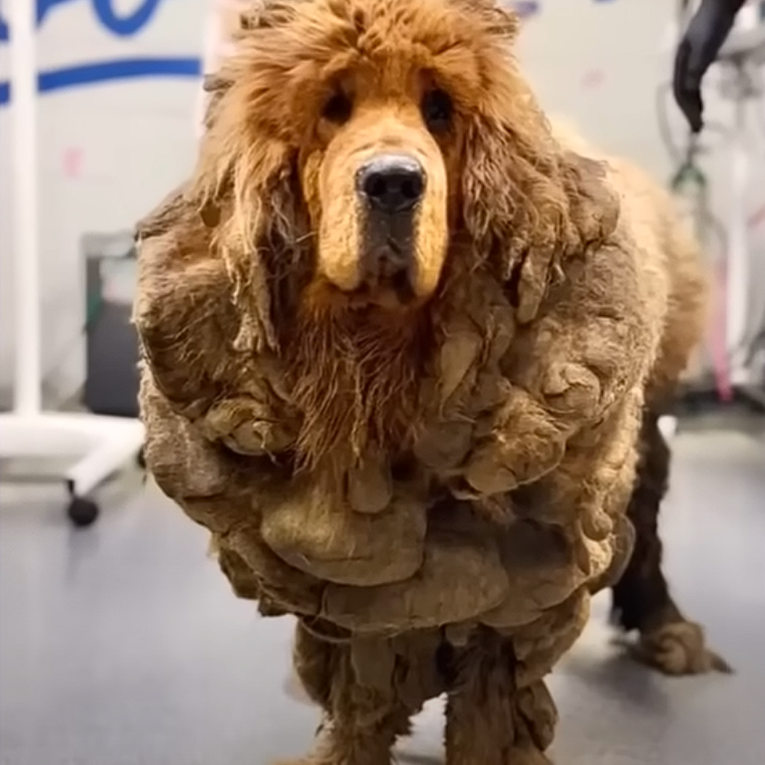 A Dog’s Quiet Triumph Over a Heavy Past | PetMaximalist