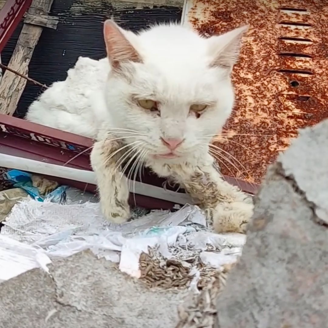 A Stray Cat’s Quiet Courage: A Journey from Pain to Home | PetMaximalist