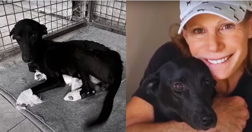 A Stray Dog’s Quiet Courage: Zoe’s Path to Love and Healing | PetMaximalist