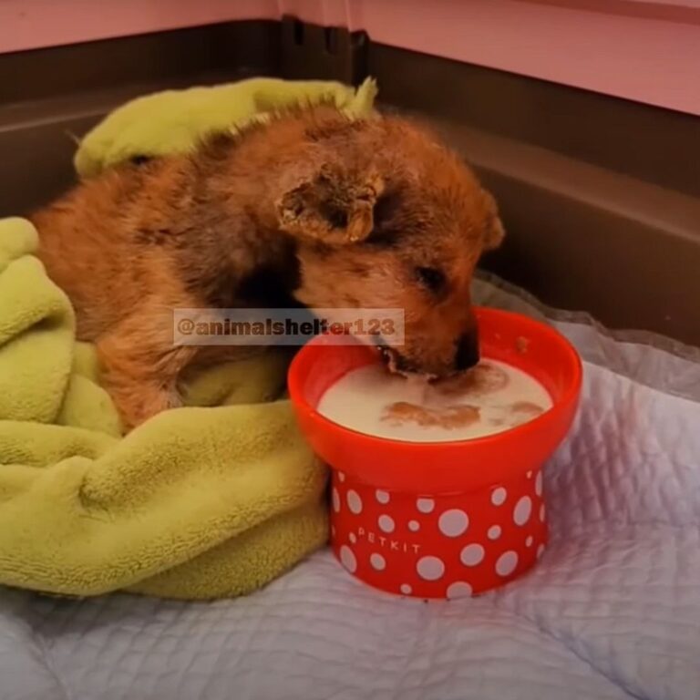 A Puppy Named Shioko Finds Home After a Storm of Neglect | PetMaximalist