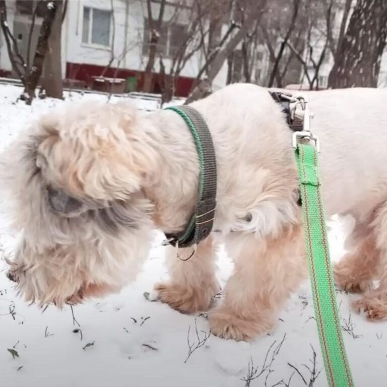 A Silent Dog’s Journey from a Dusty Stall to a Warm Home | PetMaximalist